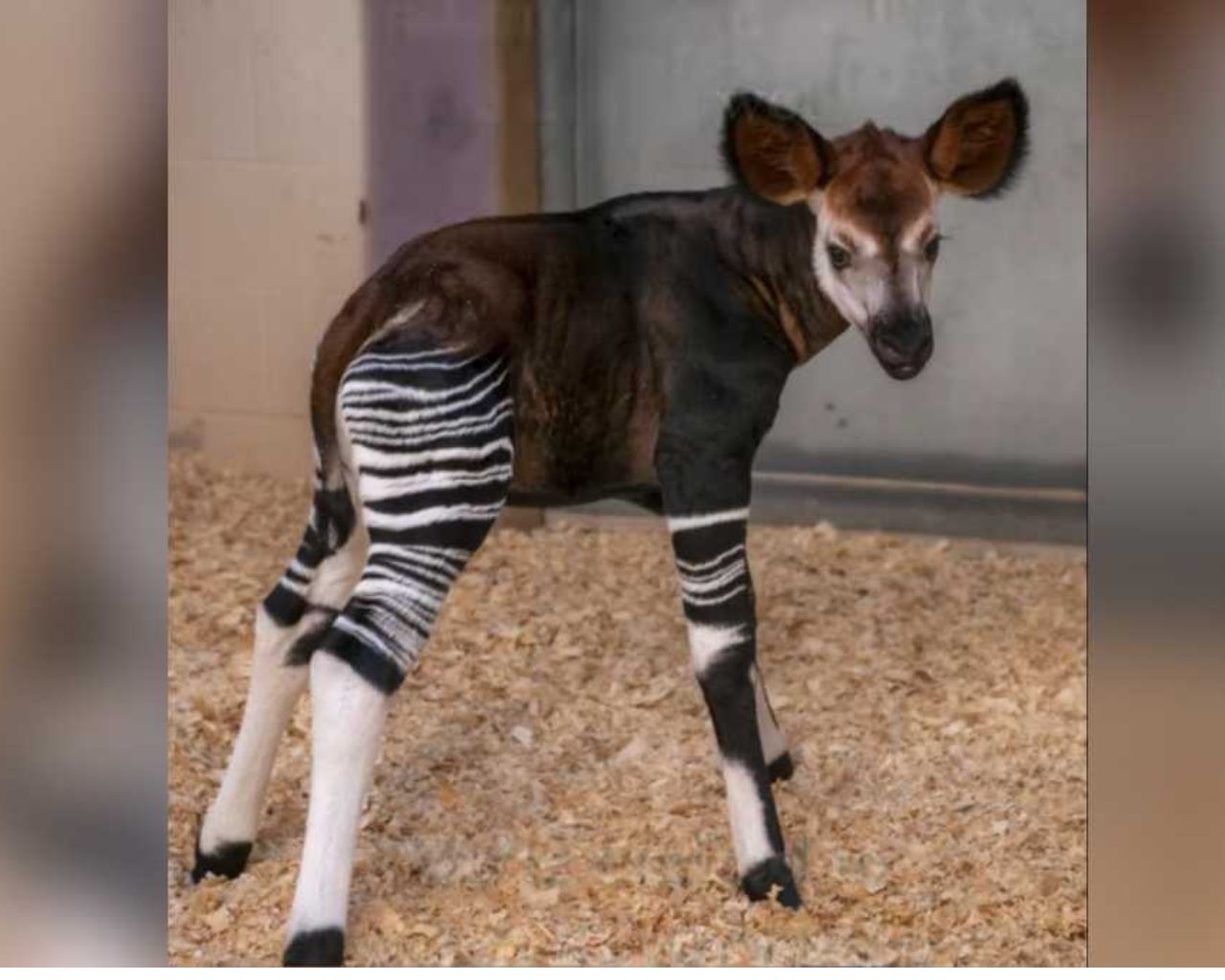 Zoológico celebra el nacimiento de un okapi, un mamífero en vía de extinción | Confidencial Noticias