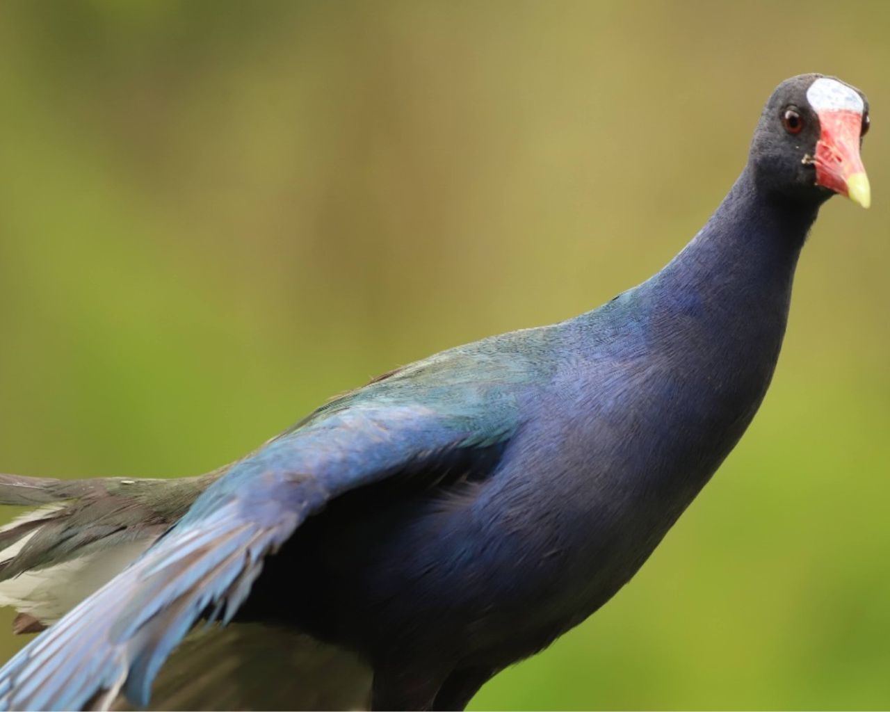 Inicia la época migratoria de la "tingua azul" en Bogotá | Confidencial ...