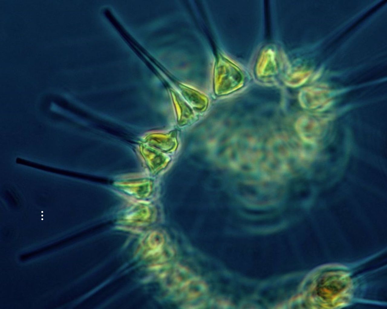 Ciencia: descubren que el fitoplancton florece bajo el hielo de la ...