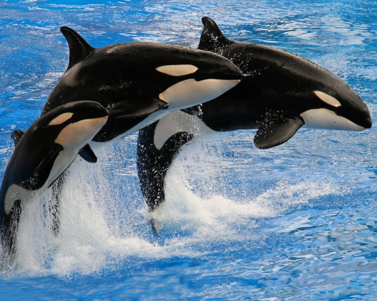 ¿Por qué las orcas cuidan a sus crías hasta ser adultas? | Confidencial ...
